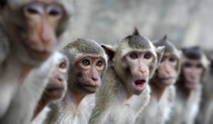 Los simios se plantean dejar de evolucionar hacia el Hombre | El Mundo ...