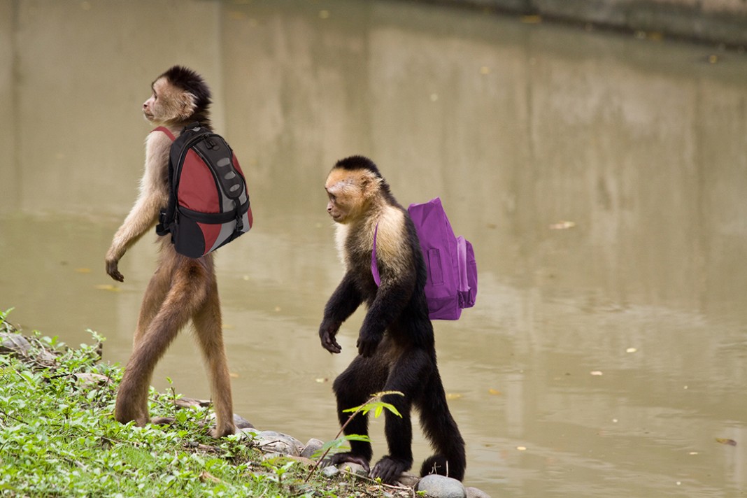 Los simios del zoo de Madrid ya tienen más nivel académico que los ...
